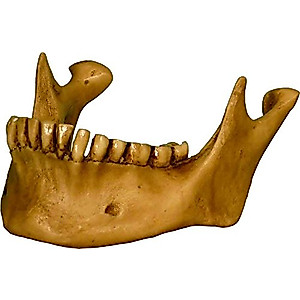 Nose Desserts Life Size Model Human Skull Replica Aged Earth-Brown Relic - Medical Anatomy Reproduction Brand