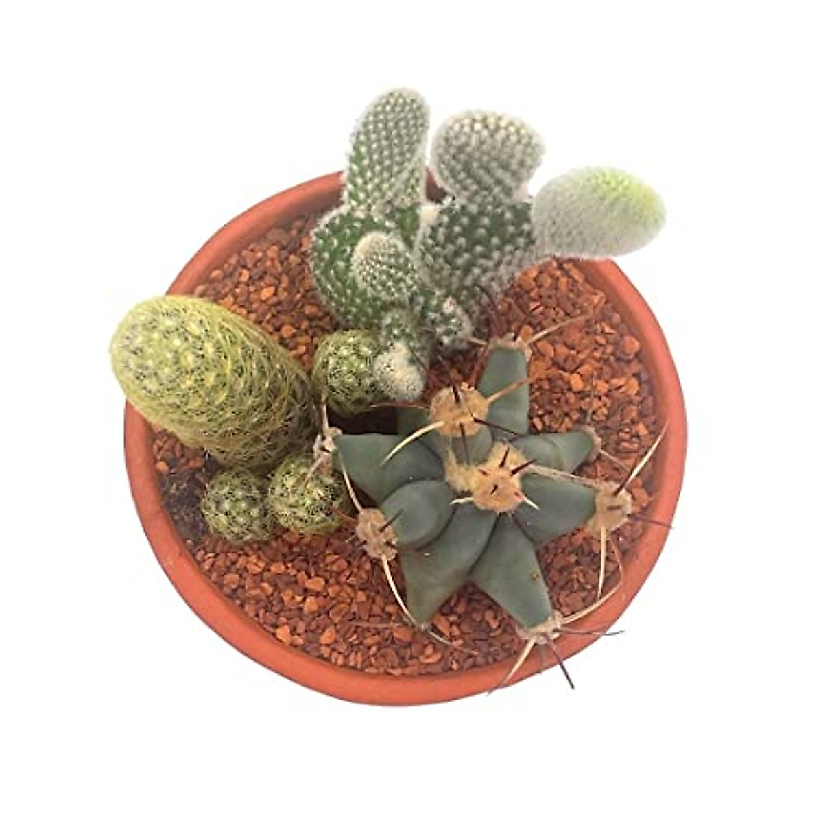 Cactus Garden, 3 Different Cacti in a 4 inch Terracotta Ceramic Pot, Dish Liner, Assorted Cacti, Variety Assortment, House Plant Gift