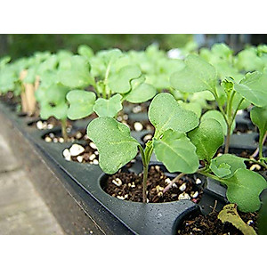 Organic Broccoli Seeds for Sprouting, 1 Pound – Non-GMO, Vegan, Kosher, Sirtfood, Bulk. Rich in Sulforaphane, Vitamin C. Grow Sprouts, Microgreens for Salads, and Sandwiches. High Germination Rate.