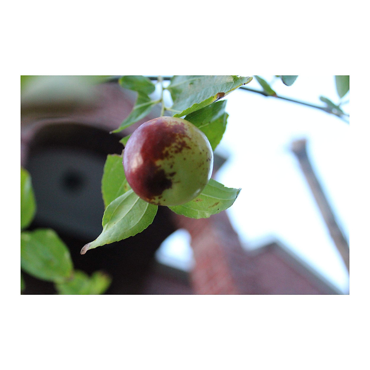 Zizyphus Jujuba Indian Jujube Seeds 7 Hard to find Seeds Small Tree Bright Green Leaves Loves Hot Summers Works Well as Bonsai or Standard