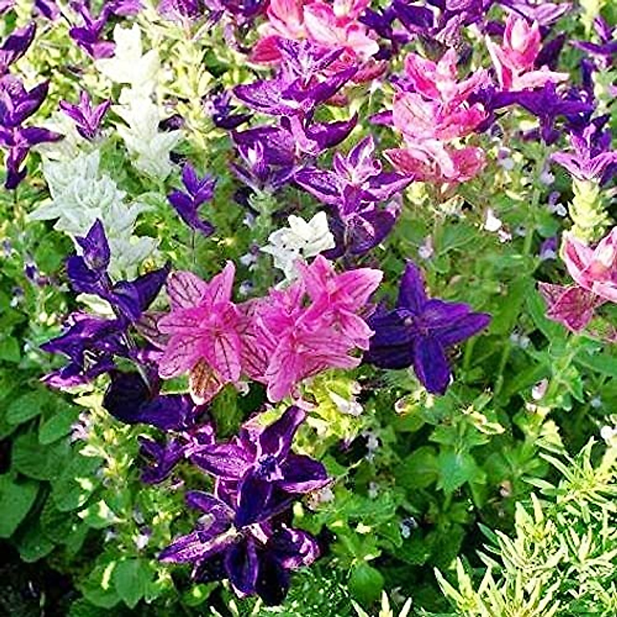 David's Garden Seeds Flower Native American Sage Clary Tricolor Mix (Multi) 200 Non-GMO, Open Pollinated Seeds
