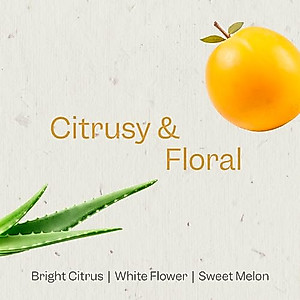 Renpure Plant Based Marula Oil and Aloe Ultra Smoothing Shampoo - Ideal for Dry, Frizzy Hair - Leaves Hair Hydrated - Rids Hair of Grime - Paraben Free - Recyclable, Pump Bottle Design - 24 fl oz