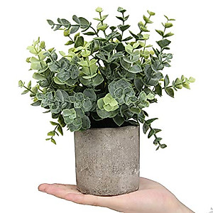 Flojery Mini Potted Plants Artificial Eucalyptus Boxwood Rosemary Faux Herbs Small House Plants 8.3"-9" Tall for Indoor Greenery Tabletop Décor Centerpiece (Sprayed Eucalyptus)