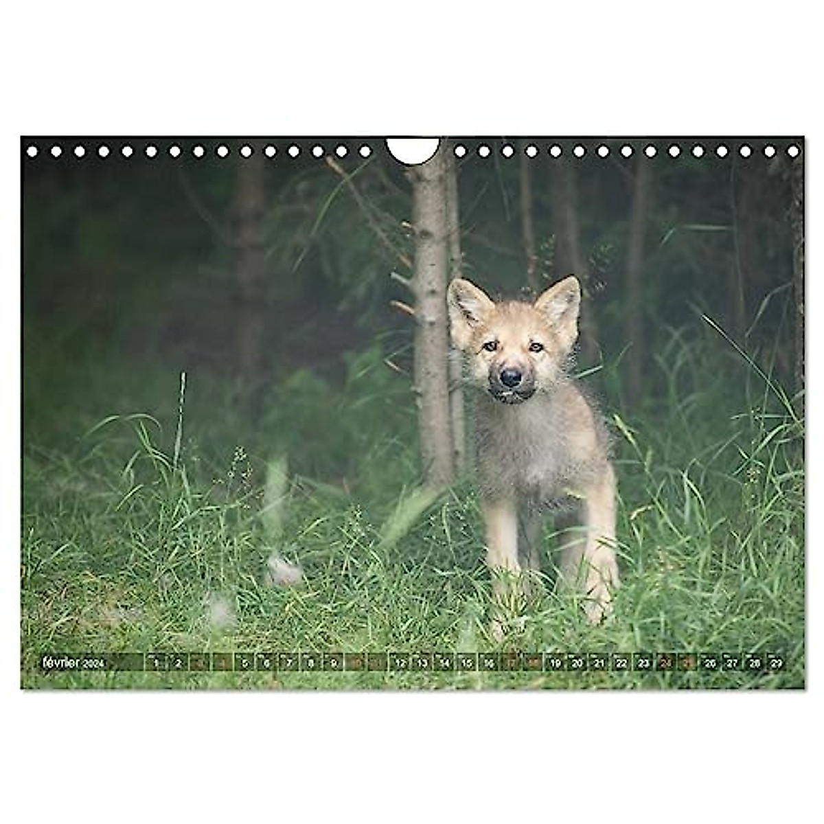 The little grey wolves (Wall Calendar 2024 DIN A4 Landscape), CALVENDO 12 Month Wall Calendar