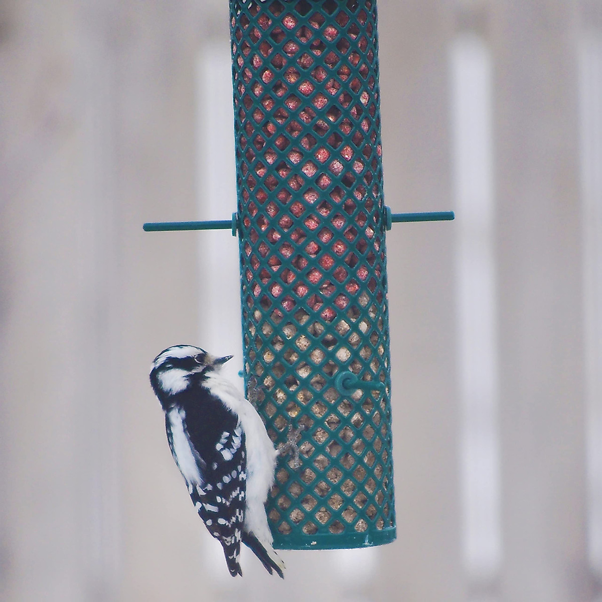 C&S Berry Flavored Nuggets, 6 Pack