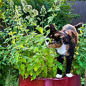 Bonnie Plants Catnip Live Herb Plants - 4 Pack, Pet Friendly, Grows Great In Containers, Fresh For Cats & Dries For Cat Sachets