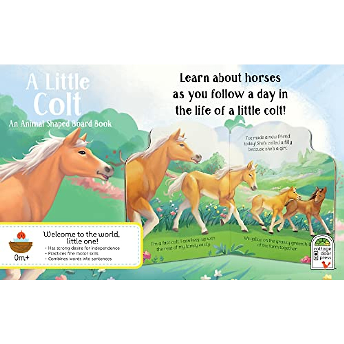 A Little Colt: A Baby Horse Board Book Story
