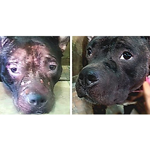 Mite Avenge Demodectic Mange Mite Treatment for Dogs - All-Natural, Non-Toxic (6 Treatments)