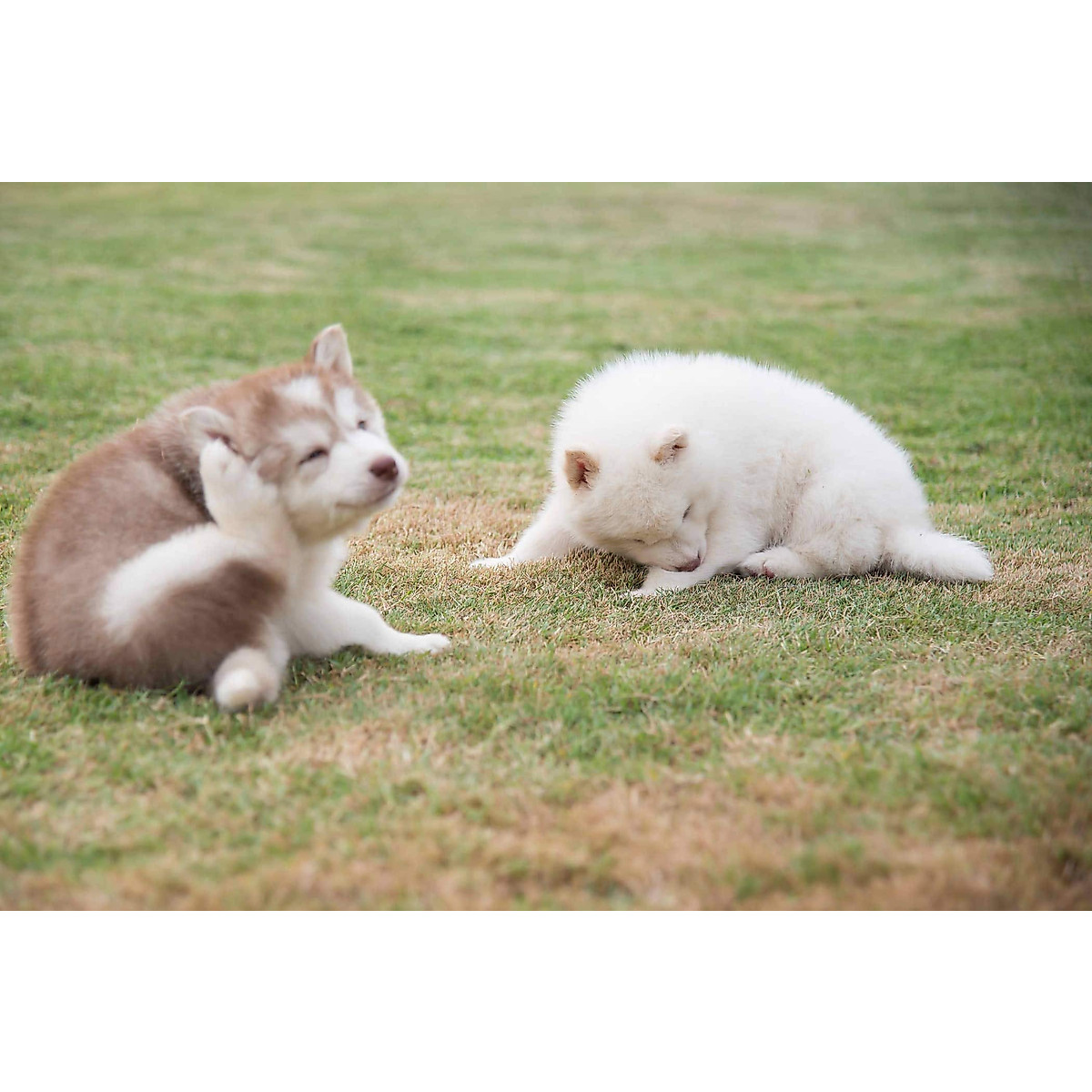 MY LUCKY PETS LLC Allergy Immune Bites for Dogs - Allergy Relief for Dogs Itch Relief Support - Key Ingredients - Nettle for Dogs - 1 Bottle (75 Chewable Tablets)