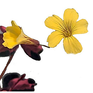 Plum Crazy Shamrock - Oxalis - 2.5" Pot - Fairy Garden Plant/House Plant/Edible