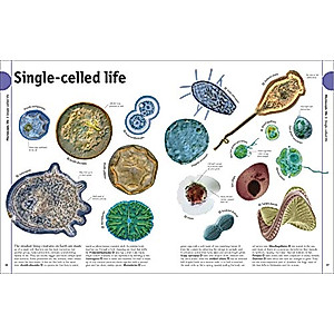 The Animal Book: A Visual Encyclopedia of Life on Earth (DK Our World in Pictures)