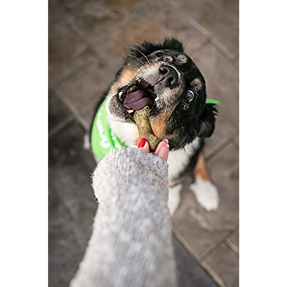 V-dog Dog Treats - Vegan Breathbone Teeth Cleaning Dental Bones - Fresh Breath - 8 Ounces - Minis - All Natural, Made in USA - 10 Bones - 3" Long - Easy to Digest