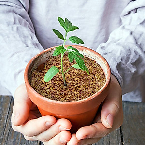 100% Natural Cedar Chips | Mulch | Great for Outdoors or Indoor Potted Plants | Dog Bedding | Pleasant Earthy Smell 8 Quarts