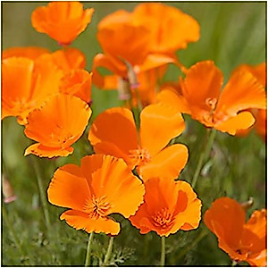 RattleFree California Poppy Seeds for Planting Outdoors | 500 Seeds Per Annual Wildflower Planting Packet | Non-GMO | Fresh Flower Seeds to Plant in Your Home Garden | Orange Color Flowers