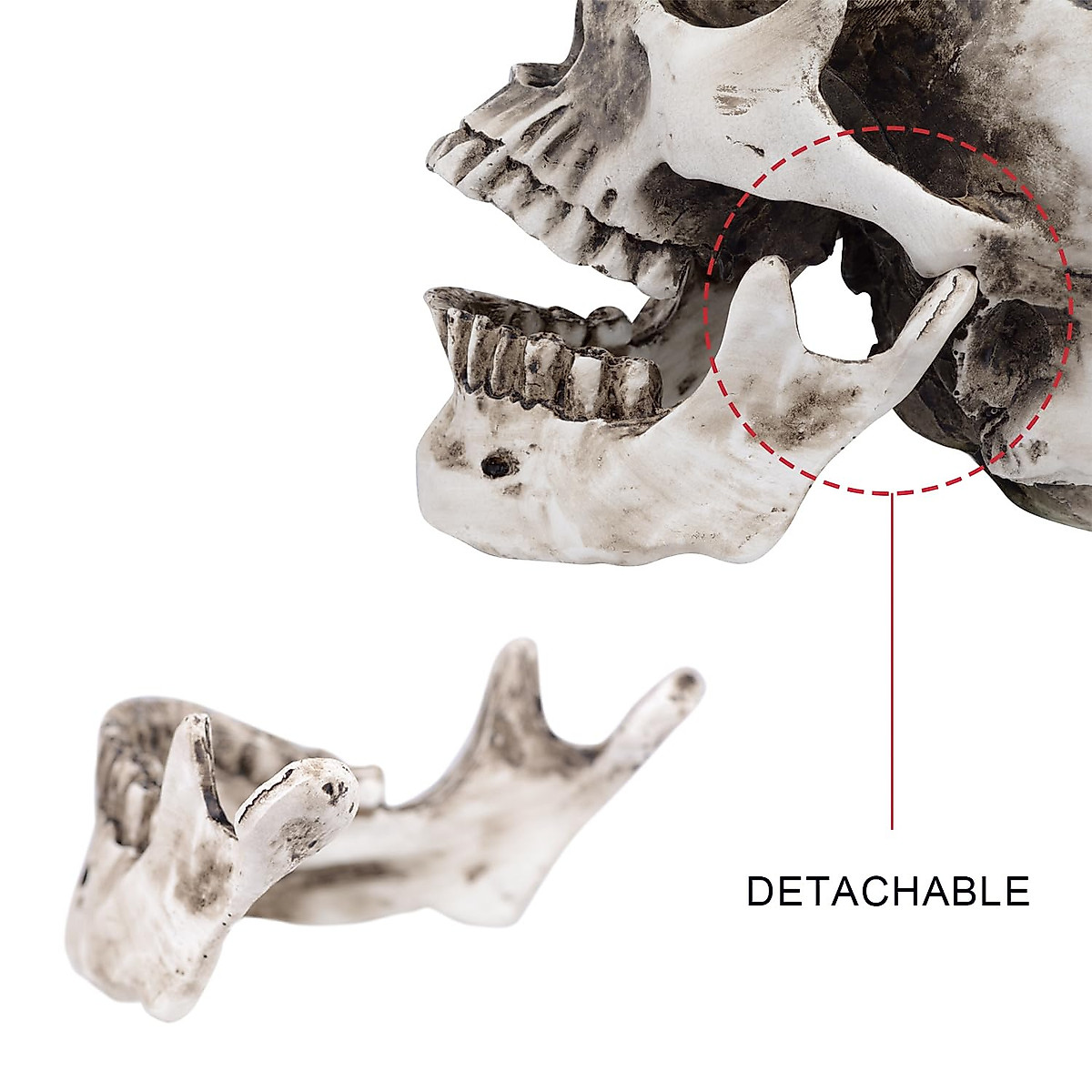 Aries Outlets Retro Human Skull Replica Resin Anatomical Model Medical Lifesize Realistic 1:1