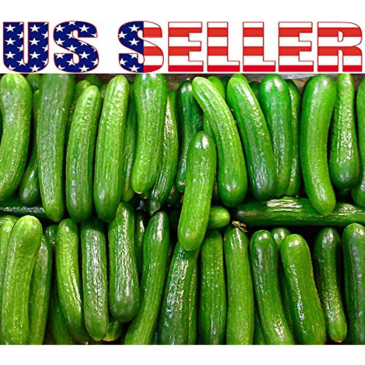 30+ Persian Beit Alpha (A.k.a. Lebanese) Cucumber Seeds Heirloom NON-GMO Crispy Fragrant From USA