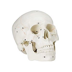 Parco Scientific PB00029 Medical Numbered Human Skull-3 Part | Life Size | from Real Human Skull, Detail Hand Painted Numbering | Sectioned Skullcap | Suture Lines & Full Dentition | Labelled Diagram