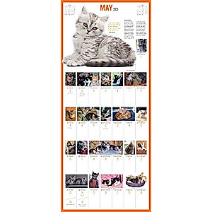 365 Kittens-A-Year Picture-A-Day Wall Calendar 2021
