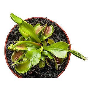 Starter Venus Flytrap - Discover The Galaxies Secret Wonder- Mars Venus Flytraps Carnivorous Live Plants