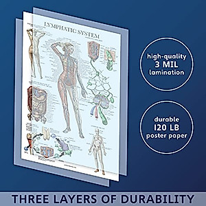 Palace Learning 2 Pack - Muscular System Anatomical Poster + Lymphatic System Anatomy Chart