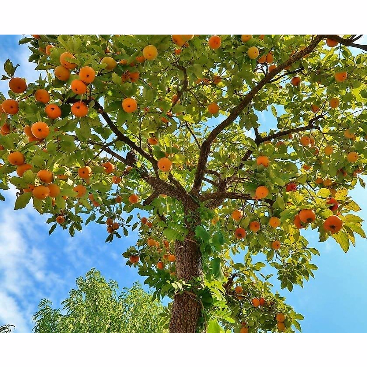 American Persimmons Tree Seedlings for Planting - 1 Yr Old Seedlings (3 ...