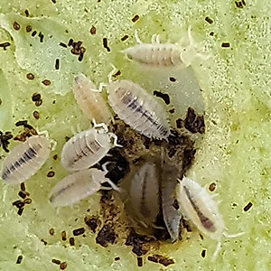 Bugzy Bugs Springtails & Dwarf White Isopods Live Bioactive Clean Up Crew Bundle Reptile Amphibian Food Bundle