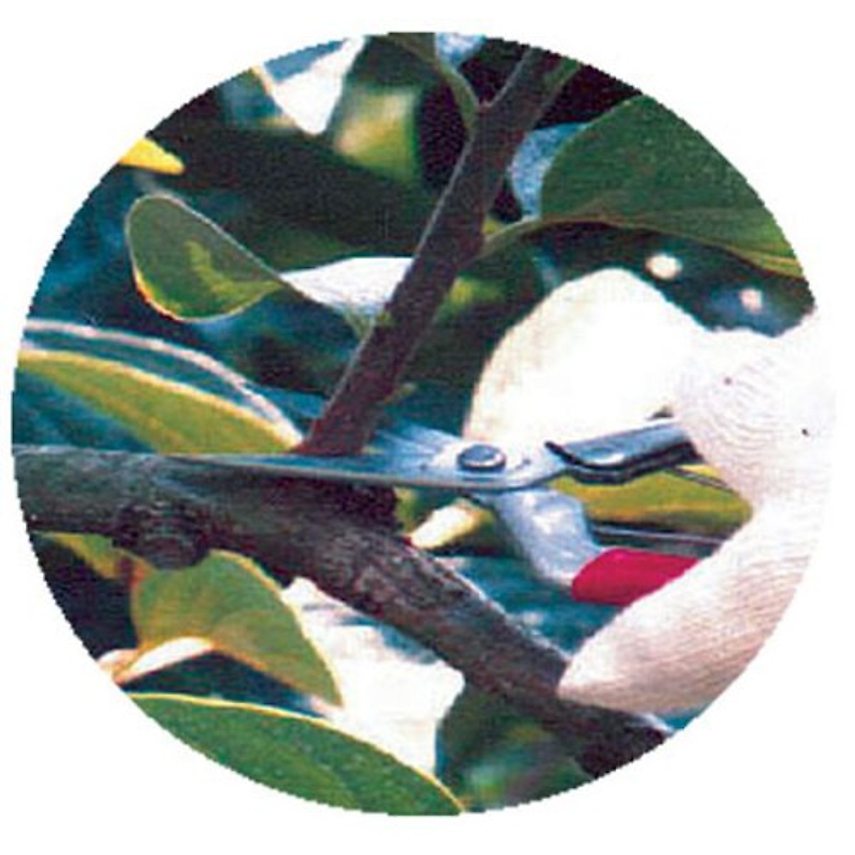 Chika masa stainless bud shears T-550S (japan import)