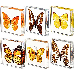 6 Pcs Real Butterfly Specimen Butterfly Paperweight Assortment Framed Butterfly Taxidermy Resin Butterfly Collection Display Science Toys for Home Office School, 6 Styles