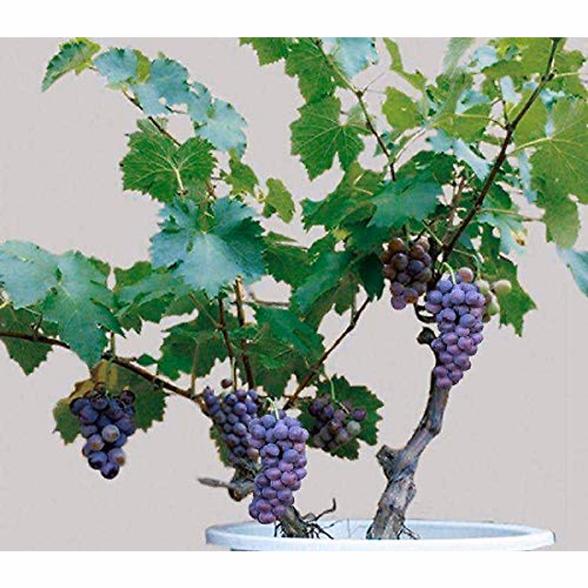 zellajake 30pcs Grape Vine Seeds Sweet Fruit Seed Succulent Plants Indoor Bonsai