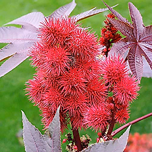 QAUZUY GARDEN 5 Premium Seeds Castor Bean Castor Oil Plant, Ricinus Communis Seeds for Planting | Non-GMO Heirloom Seeds | Fast-Growing Ornamental Perennials