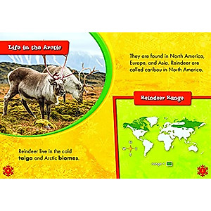 Reindeer (Animals of the Arctic)