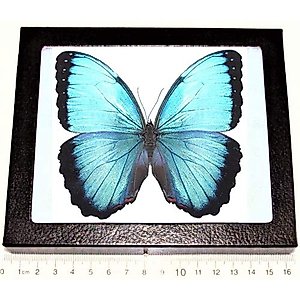 BicBugs Morpho peleides Male Real Framed Butterfly Blue Peru