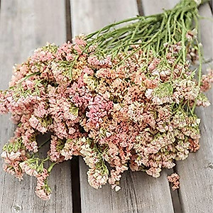 QAUZUY GARDEN 500 Seeds Muti-Colored Statice Flowers Seeds Showy Everlasting Garden Cut Flowers for Dried Arrangements & Bouquets