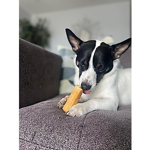 hotspot pets Yak Cheese Himalayan Dog Chews for Small Dogs - All-Natural Long Lasting Hard Cheese Dog Bones for Puppy or Light Chewers - Rawhide Free Dog Treats (Small - 16 Pack)