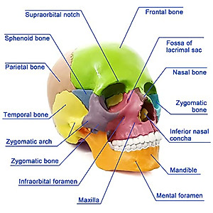 HADWYN New Update Anatomy Skull Model,15-Parts Puzzle Colorful Medical Skull Model for Kids,Human Anatomy Exploded Skull Detachable Medical Dental Clinic Teaching Equipment,with Detailed Color Manual