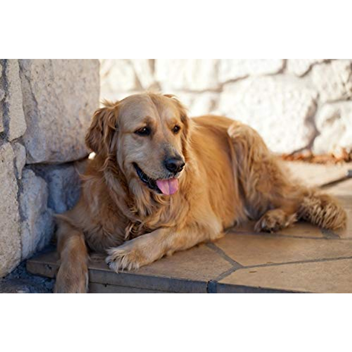 MY LUCKY PETS LLC Dog Anxiety Bites - Dog Relaxant - STESS and Anxiety Relief Calmer - Advanced Platinum Formula - tryptophan Dog Supplement - 1 Bottle (90 Chewable Tablets)