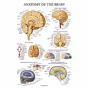 Palace Learning Brain Anatomy Poster - Laminated - Anatomical Chart of the Human Brain
