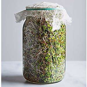 Radish Sprouting Seeds | Non GMO | Grown in USA | (1/4 Pound)