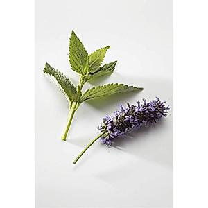 Gaea's Blessing Seeds - Anise Hyssop Herb Seeds - Non-GMO Seeds with Easy to Follow Planting Instructions - Open-Pollinated Heirloom High Germination Rate 96% Germination Rate 400mg