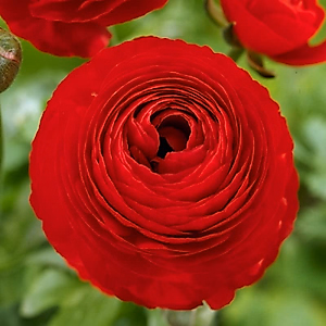 25 Red Ranunculus Bulbs for Planting - Buttercup Flower Bulb Value Bag - Plant in Gardens, Containers & Flowerbeds - Easy to Grow Fall Perennial Flowers Bulbs by Willard & May