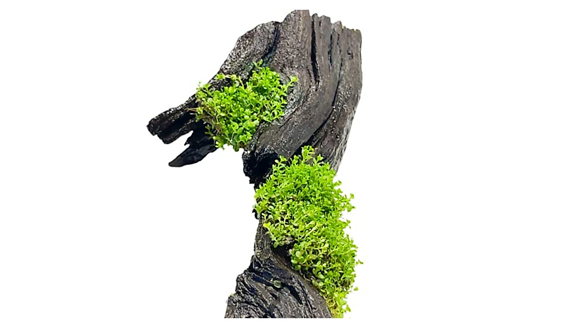 Mainam Dwarf Baby Tears on Driftwood - Vibrant Aquarium Plant