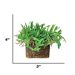 Cannot Ship to CA/AZ SodPods® St Augustine Palmetto Grass Plugs (64Count) Natural, Affordable Lawn Improvement