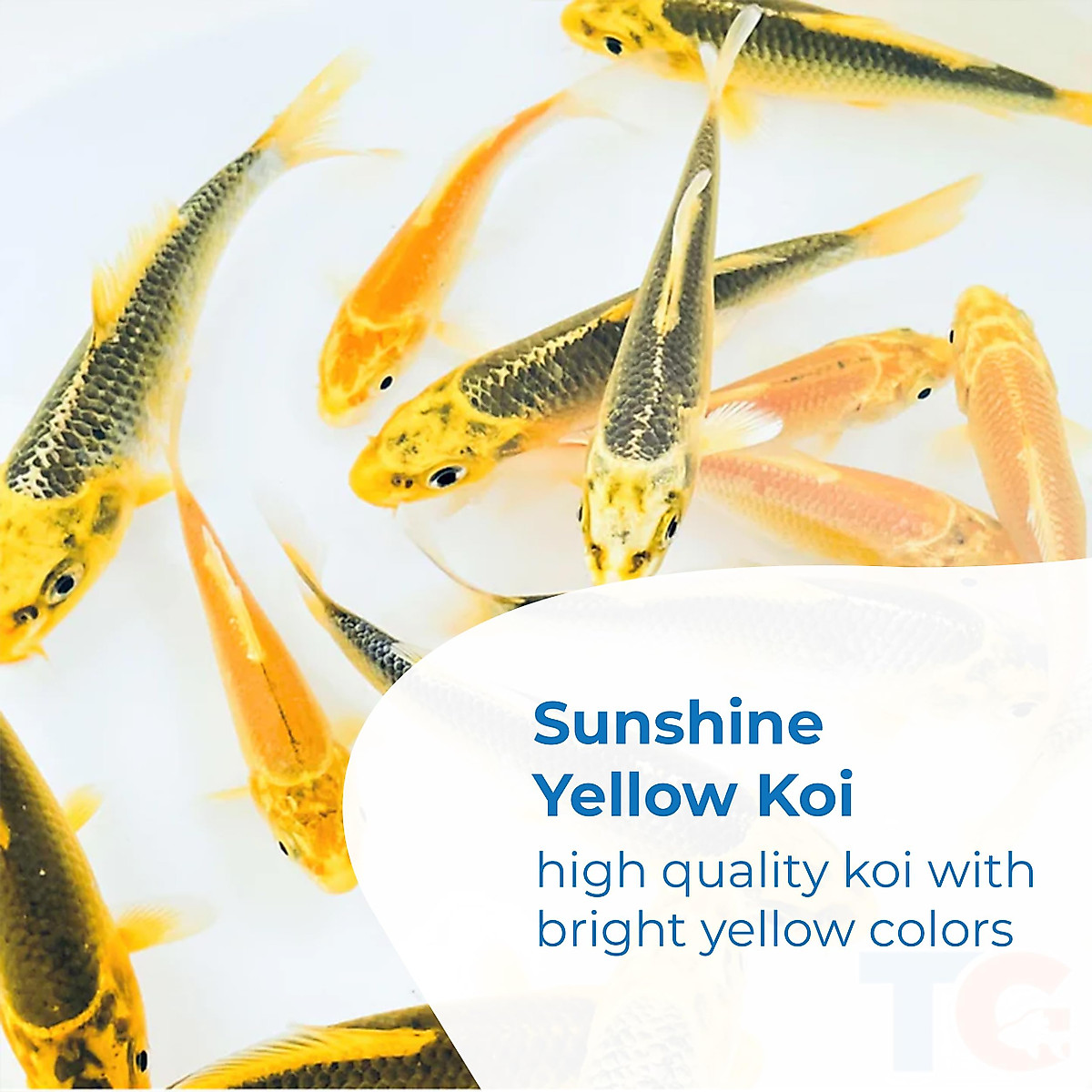 Toledo Goldfish Live Sunshine Yellow Koi, Mix of Standard or Butterfly Fin Species, Perfect for Ponds, Tanks, and Aquariums - 3-4 Inches, 5 Count