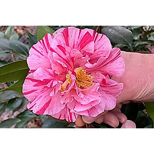 Variegated Camellia Japonica Rose Red Pink Plant Color, Ornaments Perennial Garden Simple to Grow Pots, 10 Inches in Tall