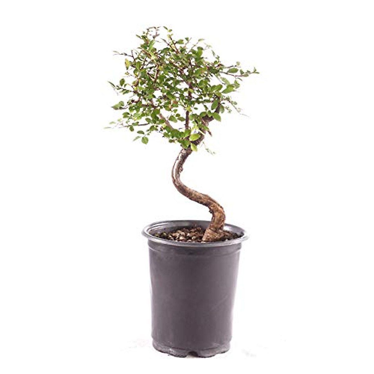 Brussel's Bonsai Live Chinese Elm Outdoor Bonsai Tree 5 Years Old 6"-8" Tall in Plastic Grower Pot, Small