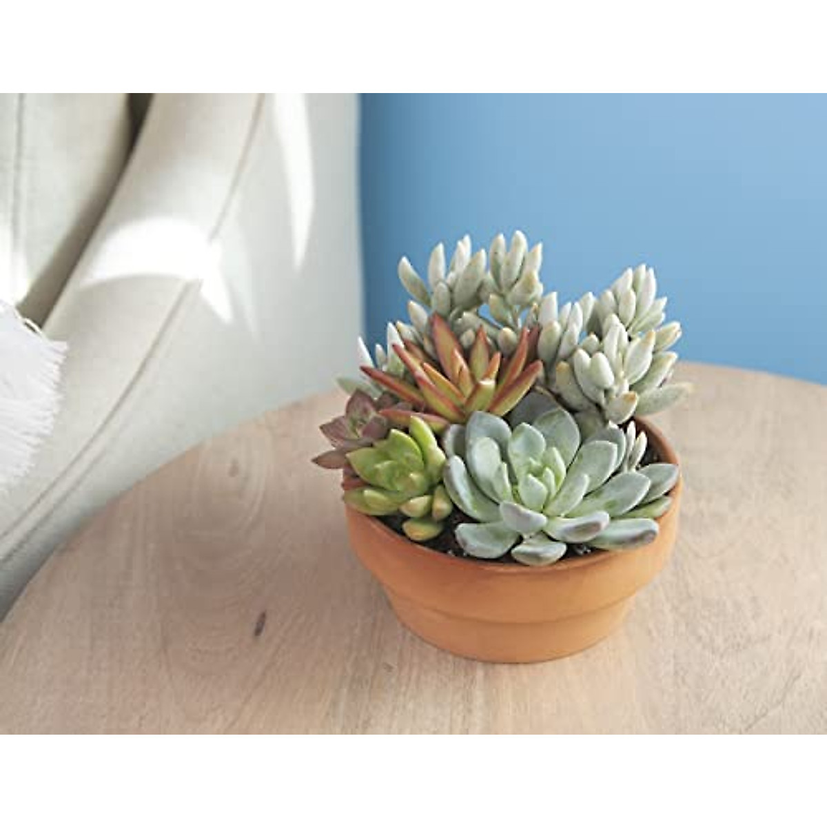Live Succulents Assortment in Clay Pot, Garden Succulent Planter, Unique Gardening Gifts for Plant Lovers, Live Succulent Plants Live Plants, Live Succulents Plants Live Houseplants by Plants for Pets