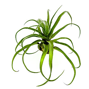 ragnaroc Live Air Plants - Tillandsia Streptophylla Jumbo – 1 count 5-9 inches – Ideal for gifts & presents, live indoor plants & live house-plants – live plants for home décor, 30 Day Guarantee