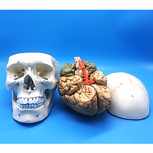 Learning Resources Human Skull and Brain Anatomical Model, Anatomically Accurate Human Skull and Brain Life Size Anatomy Model for Science Classroom Study Display Teaching Model