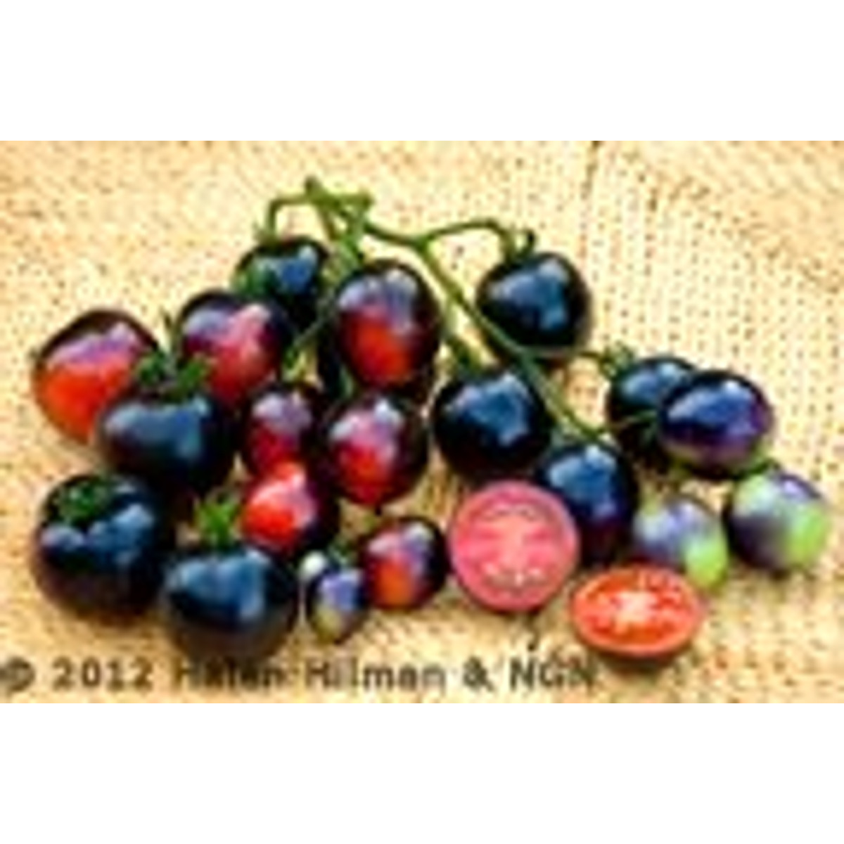 Indigo Rose Tomato - Pkt. 30 Seeds