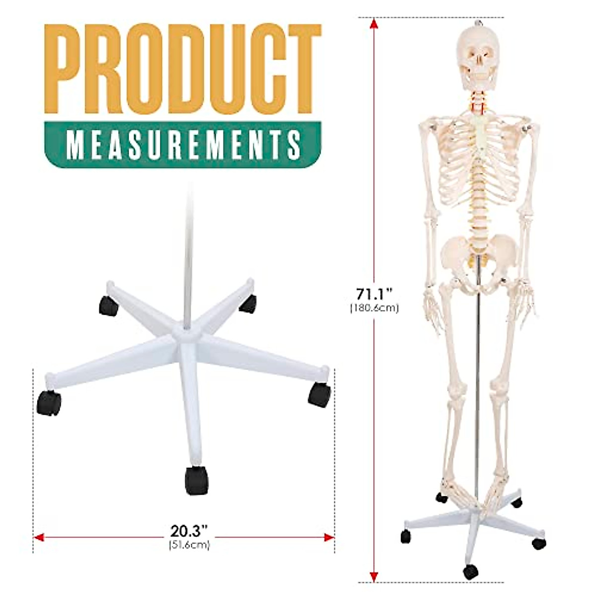 Skeleton Stand, Life Size Model, Standing Human Skeletons, 71x20x20 Inches, Lifesize Full Body Anatomy, Articulated Anatomical Skeletal System, Anatomically Correct Medical Physiology | Houseables